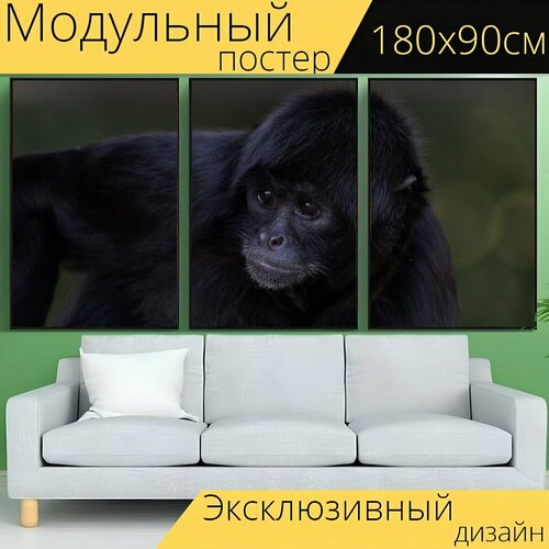 Модульный постер "Сиаманг гиббон, обезьяна, гиббон" 180 x 90 см. для интерьера