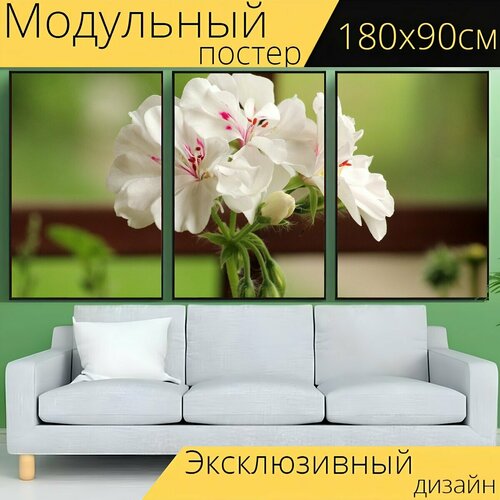 Модульный постер "Герань, цветы в горшках, белый цветок" 180 x 90 см. для интерьера