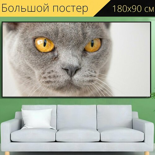 Большой постер "Кошка, лицо, сердитый" 180 x 90 см. для интерьера