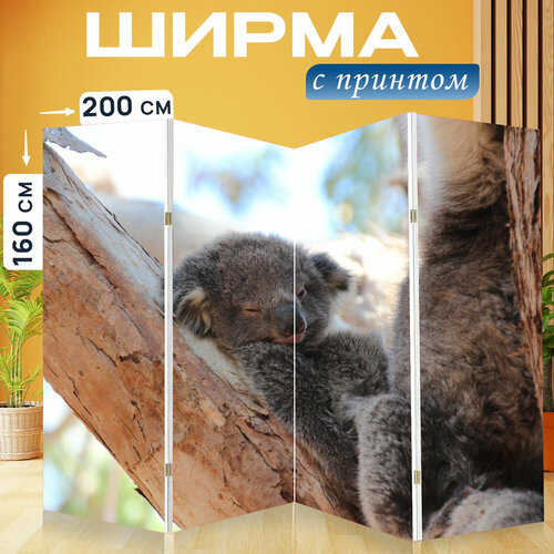 Ширма перегородка с принтом "Коала, австралия, животное" на холсте - 200x160 см. для зонирования, раскладная