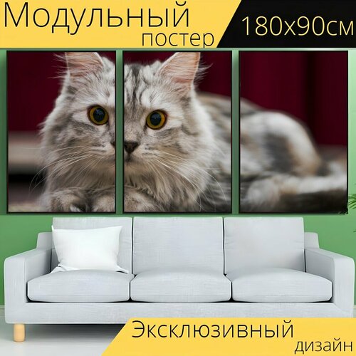 Модульный постер "Кошка, китти, домашний питомец" 180 x 90 см. для интерьера