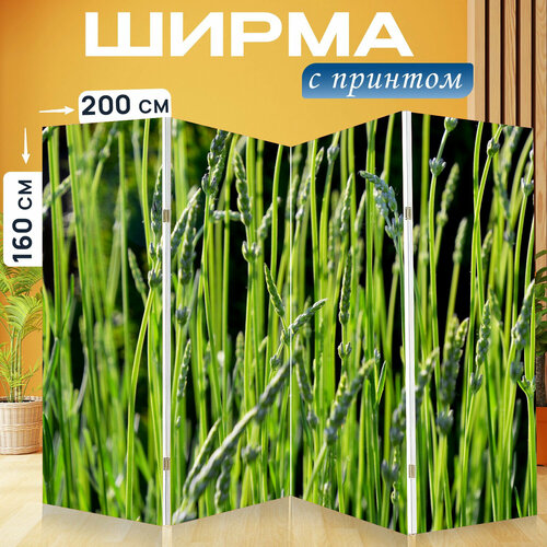 Ширма перегородка с принтом "Трава, лаванда, справочная информация" на холсте - 200x160 см. для зонирования, раскладная