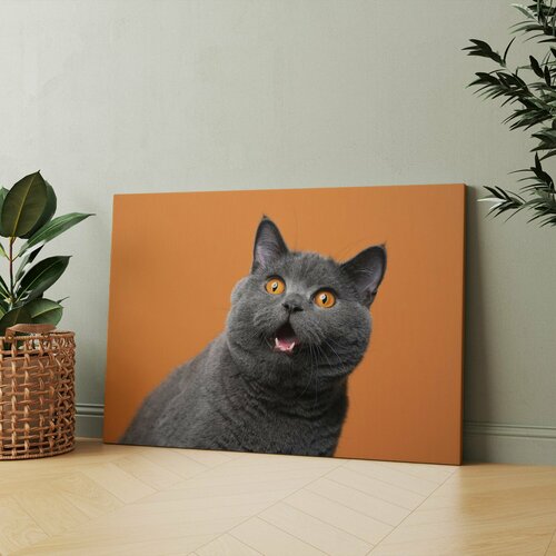 Картина на холсте (британская короткошерстная british shorthair cat серая) 30x40 см/для интерьера/в комнату/на стену/в подарок
