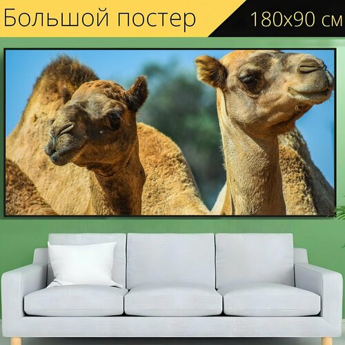 Большой постер "Верблюды, голова, шея" 180 x 90 см. для интерьера