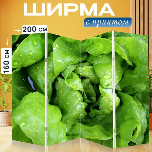 Ширма перегородка с принтом "Салат, листья салата, латук" на холсте - 200x160 см. для зонирования, раскладная