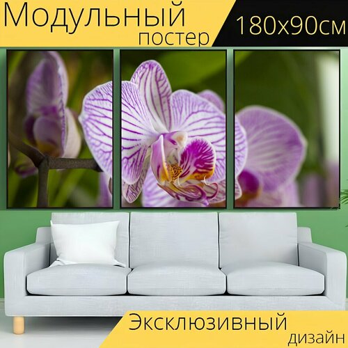 Модульный постер "Орхидея, фаленопсис, цветок" 180 x 90 см. для интерьера
