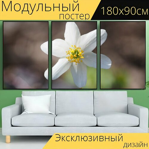 Модульный постер "Древесные анемоны, цвести, цветок" 180 x 90 см. для интерьера