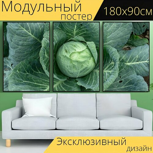 Модульный постер "Капуста, овощи, питание" 180 x 90 см. для интерьера