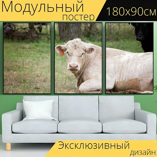 Модульный постер "Бык, корова, ферма" 180 x 90 см. для интерьера