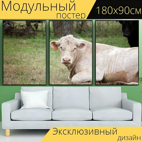 Модульный постер "Бык, корова, ферма" 180 x 90 см. для интерьера