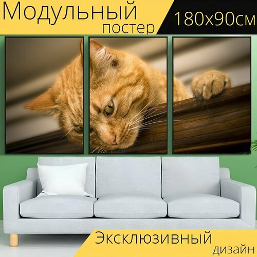 Модульный постер "Кошка, кошачий, животное" 180 x 90 см. для интерьера