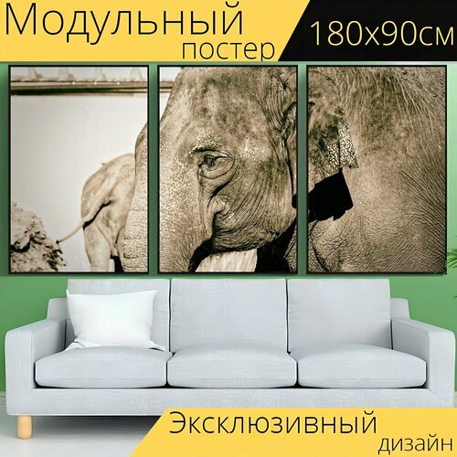 Модульный постер "Слон, ствол, толстокожий" 180 x 90 см. для интерьера