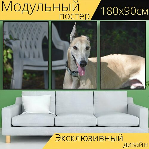 Модульный постер "Борзая, борзые, собака" 180 x 90 см. для интерьера