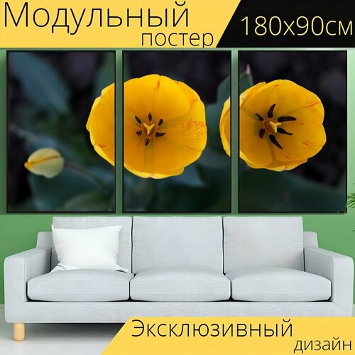 Модульный постер "Тюльпан, желтый, флора" 180 x 90 см. для интерьера