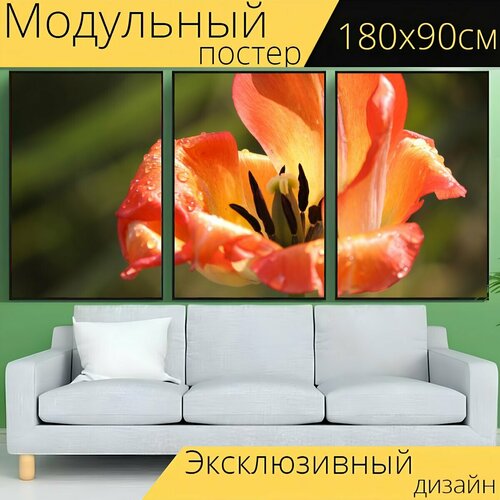 Модульный постер "Тюльпан, цветок, завод" 180 x 90 см. для интерьера