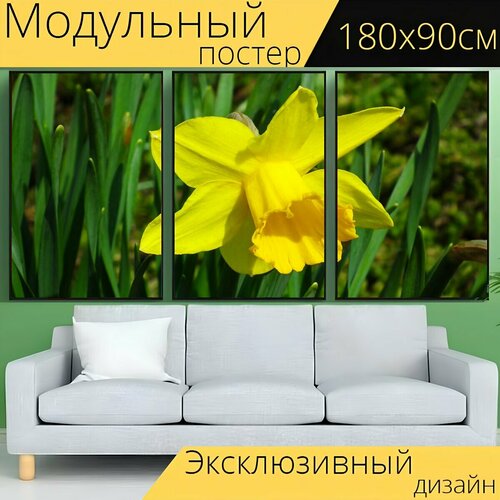 Модульный постер "Нарцисс, цветок, желтый" 180 x 90 см. для интерьера