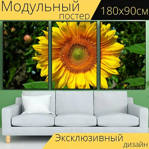 Модульный постер "Цветок, подсолнечник, цветочная пыльца" 180 x 90 см. для интерьера