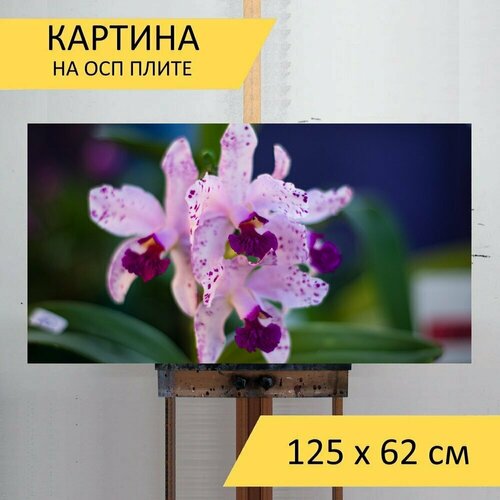 Картина на ОСП 125х62 см. "Цветы, орхидеи, блум" горизонтальная, для интерьера, с креплениями