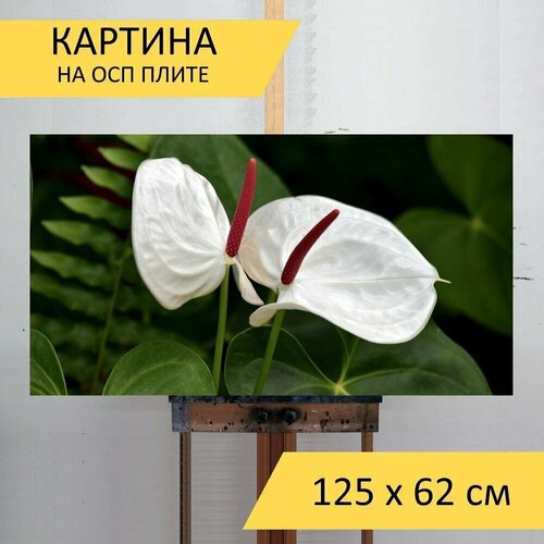 Картина на ОСП 125х62 см. "Белый антуриум, цветок, природа" горизонтальная, для интерьера, с креплениями