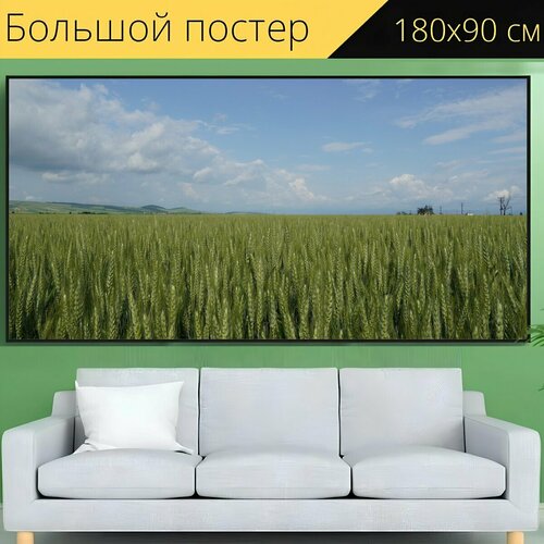 Большой постер "Пшеница, поле, зеленый" 180 x 90 см. для интерьера