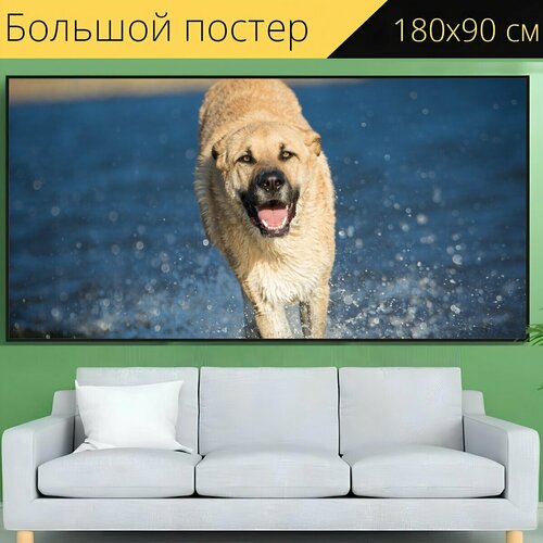 Большой постер "Собака, вода, запустить" 180 x 90 см. для интерьера
