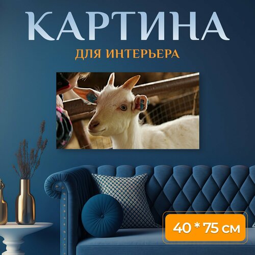 Картина на холсте "Ребенок, козел, животное" на подрамнике 75х40 см. для интерьера