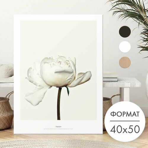 Постер 40х50 без рамки "Белый цветок бутон" для интерьера