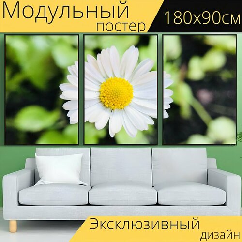 Модульный постер "Цветок, маргарет, весна" 180 x 90 см. для интерьера