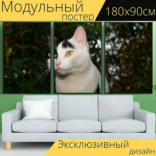 Модульный постер "Кот, женский, домашнее животное" 180 x 90 см. для интерьера