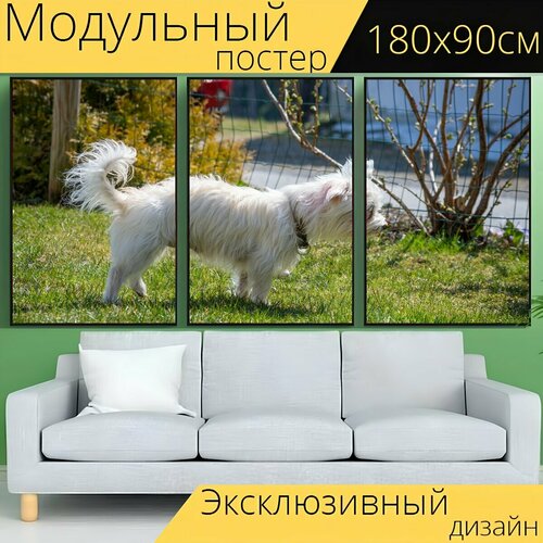 Модульный постер "Собака, белый, небольшой" 180 x 90 см. для интерьера