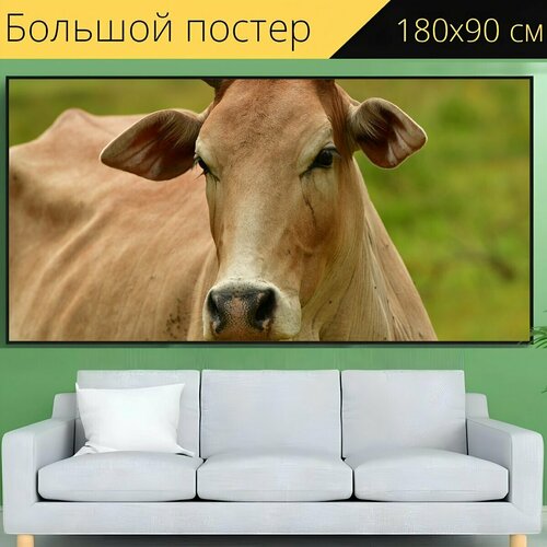 Большой постер "Домашний скот, крупный рогатый скот, корова" 180 x 90 см. для интерьера
