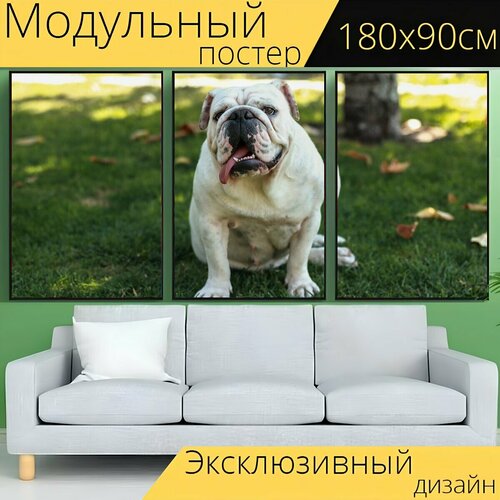 Модульный постер "Английский бульдог, бульдог, собака" 180 x 90 см. для интерьера