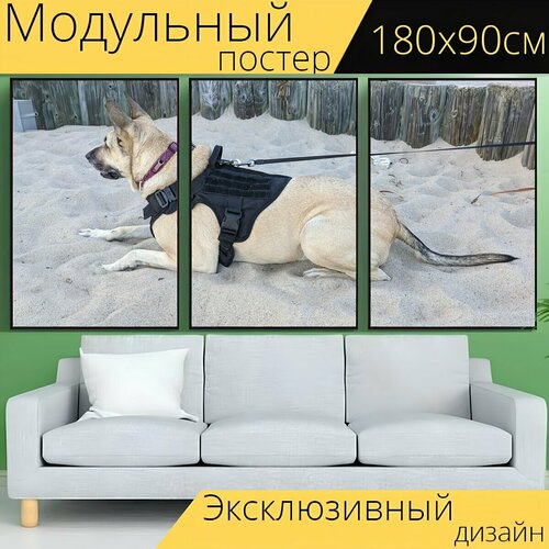 Модульный постер "Собака, пляж, сидя" 180 x 90 см. для интерьера