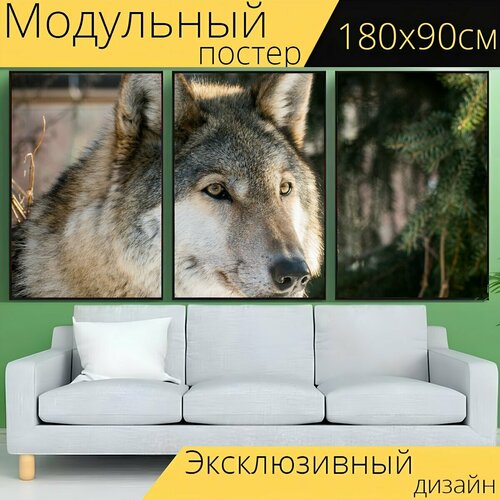 Модульный постер "Волк, живая природа, плотоядный" 180 x 90 см. для интерьера