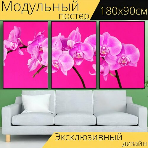 Модульный постер "Розовый, орхидея, цветок" 180 x 90 см. для интерьера