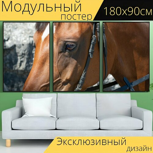 Модульный постер "Лошадь, пони, лошадиная голова" 180 x 90 см. для интерьера