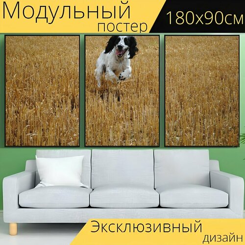 Модульный постер "Охота, собака, спаниель" 180 x 90 см. для интерьера