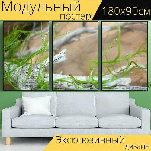 Модульный постер "Дрейф вуд, зелёные водоросли, природа" 180 x 90 см. для интерьера