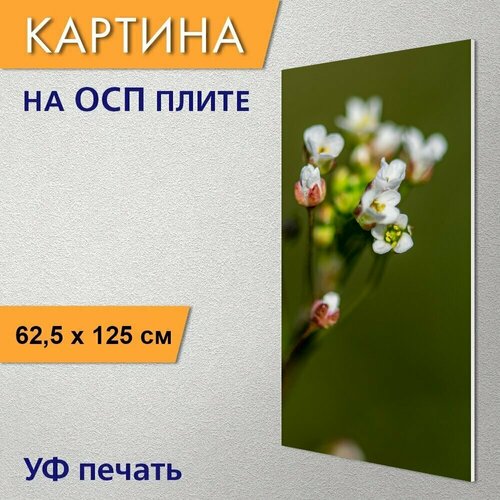 Вертикальная картина на ОСП "Полевой цветок, цветок, банка" 62x125 см. для интерьериа