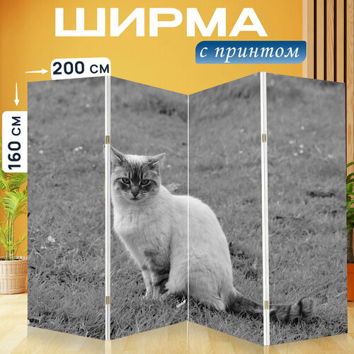 Ширма перегородка с принтом "Кошка, фото черный белый, аллея кошка" на холсте - 200x160 см. для зонирования, раскладная