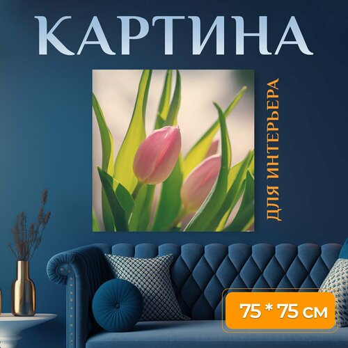 Картина на холсте "Тюльпаны, розовый, цветок" на подрамнике 75х75 см. для интерьера