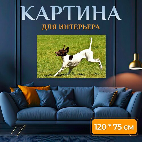 Картина на холсте "Собака, играть, луг" на подрамнике 120х75 см. для интерьера