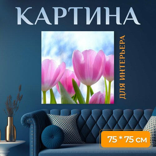 Картина на холсте "Природа, тюльпан, флора" на подрамнике 75х75 см. для интерьера