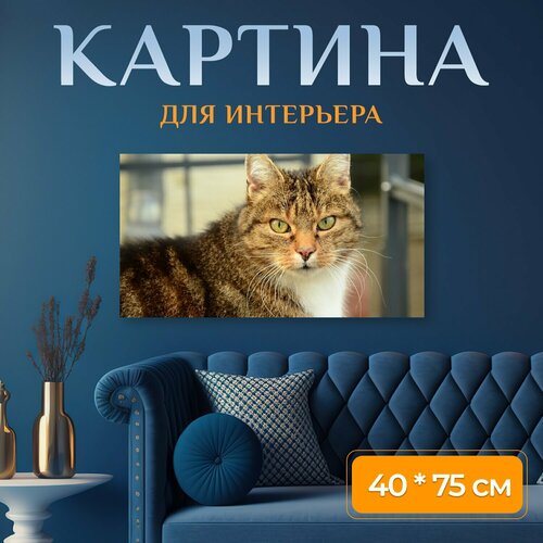 Картина на холсте "Кот, кошачьи глаза, посмотреть" на подрамнике 75х40 см. для интерьера