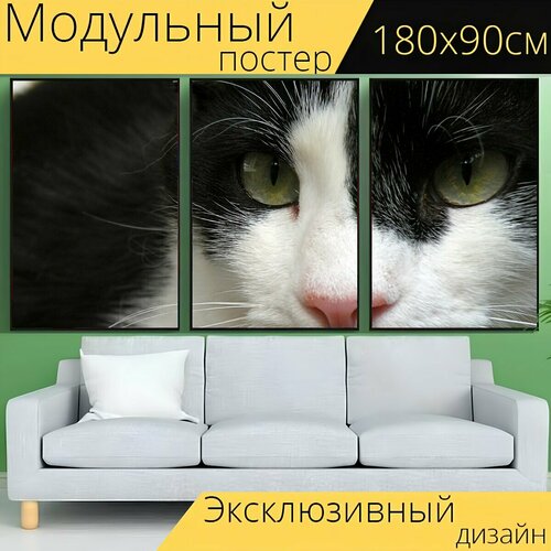 Модульный постер "Кошка, настроение, охота" 180 x 90 см. для интерьера