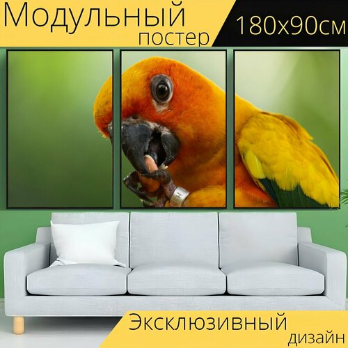 Модульный постер "Птица, попугай, дикая природа" 180 x 90 см. для интерьера