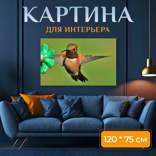 Картина на холсте "Самка рыжего колибри, колибри, птица" на подрамнике 120х75 см. для интерьера