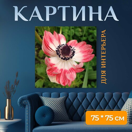 Картина на холсте "Анемон, цветок, весна" на подрамнике 75х75 см. для интерьера