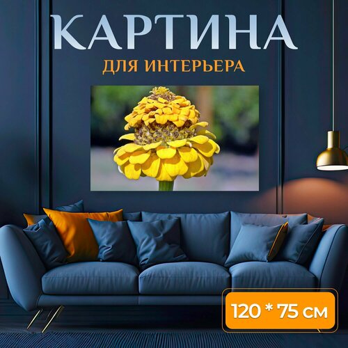 Картина на холсте "Цинния, цветок, летом" на подрамнике 120х75 см. для интерьера