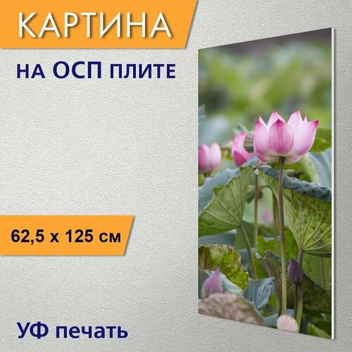 Вертикальная картина на ОСП "Цветок, лотос, семена" 62x125 см. для интерьериа